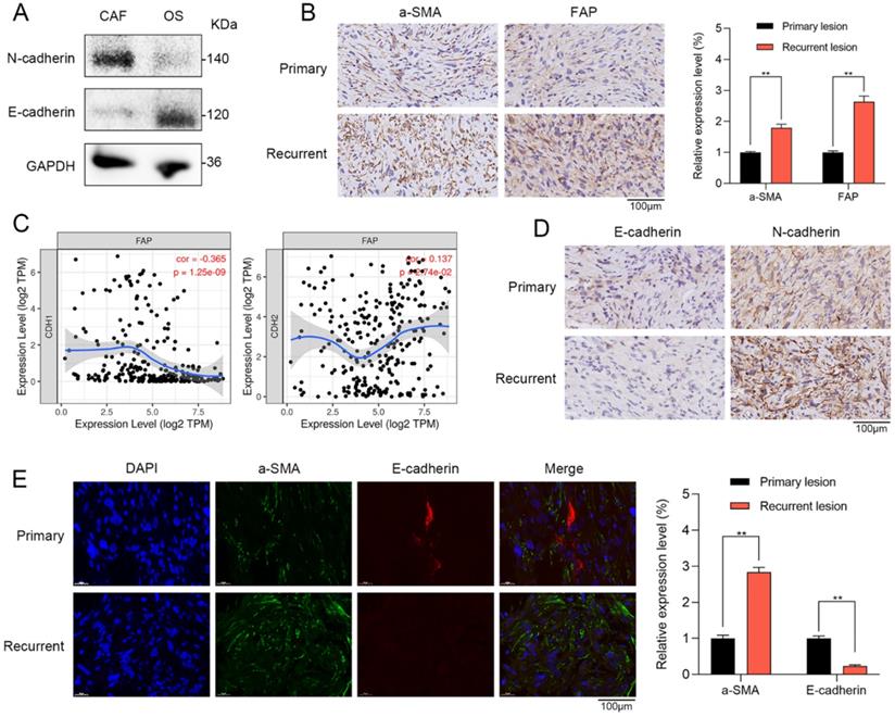 Single-cell transcriptomics reveals the regulative roles of cancer ...