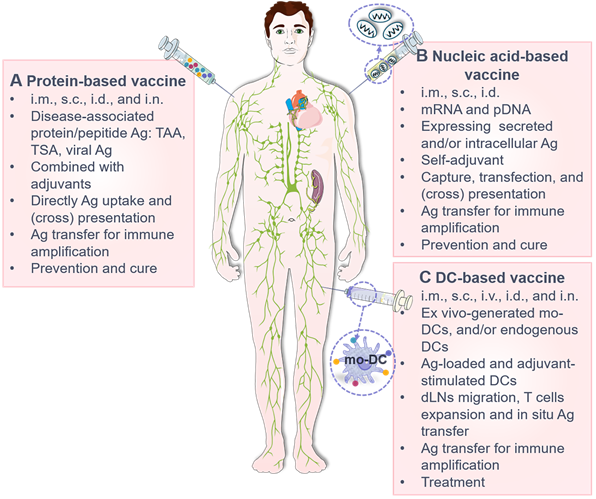 Antigen transfer and its effect on vaccine-induced immune amplification ...