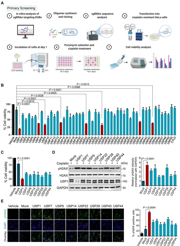 CRISPR/Cas9-based genome-wide screening for deubiquitinase subfamily ...