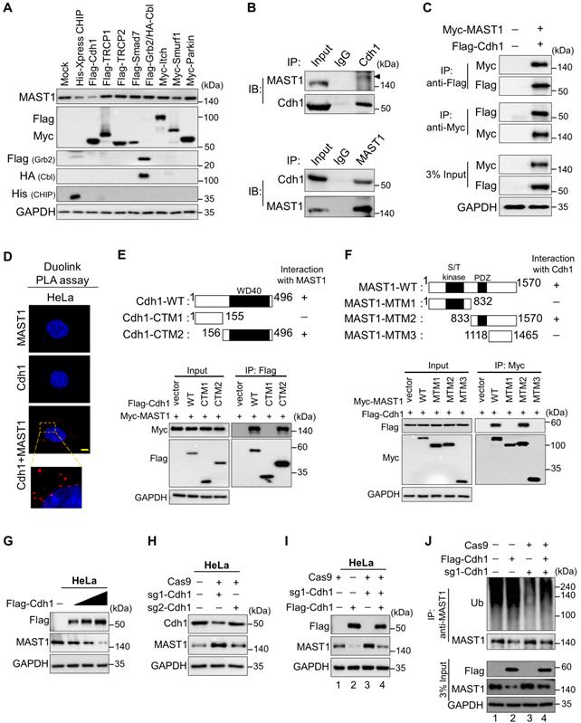 CRISPR/Cas9-based genome-wide screening for deubiquitinase subfamily ...