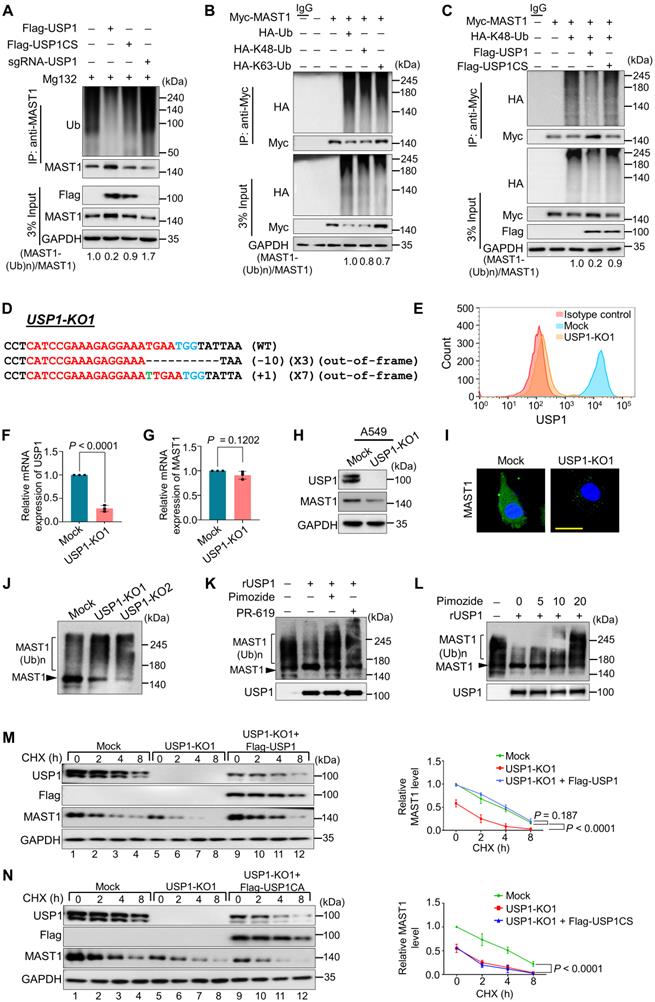 CRISPR/Cas9-based genome-wide screening for deubiquitinase subfamily ...