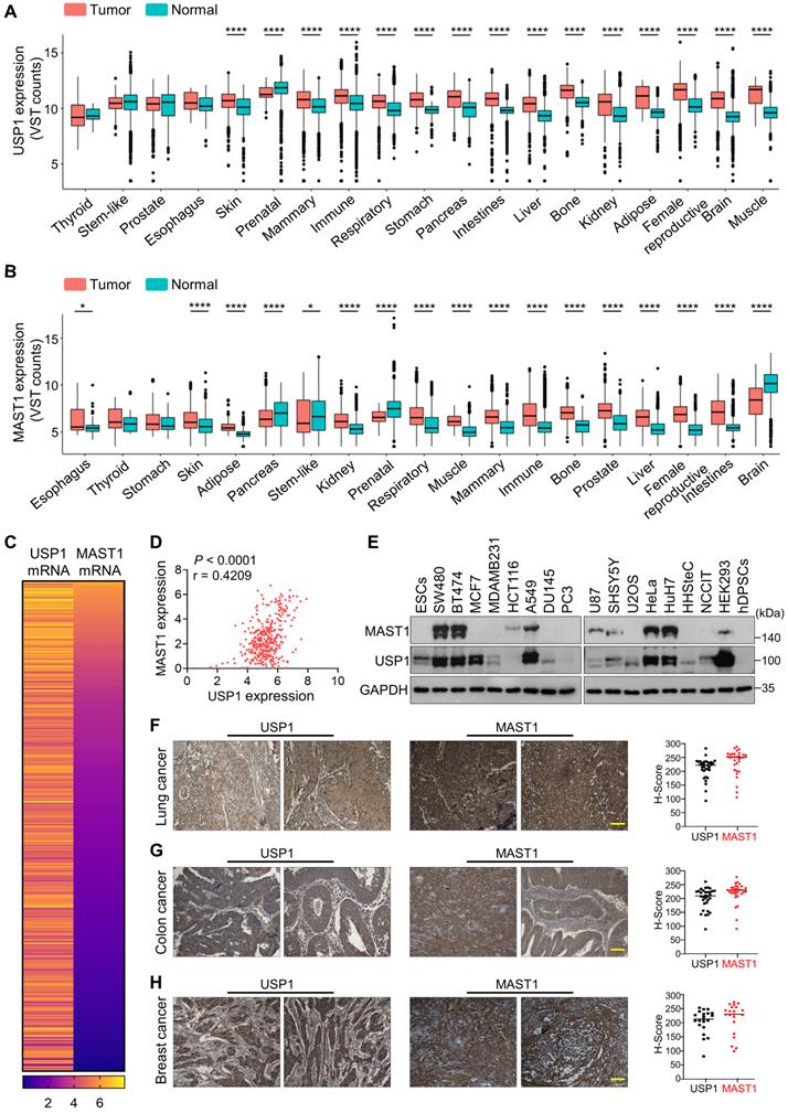 CRISPR/Cas9-based genome-wide screening for deubiquitinase subfamily ...