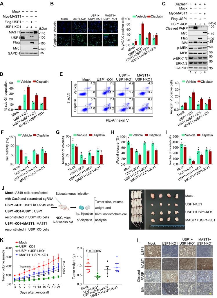 CRISPR/Cas9-based genome-wide screening for deubiquitinase subfamily ...