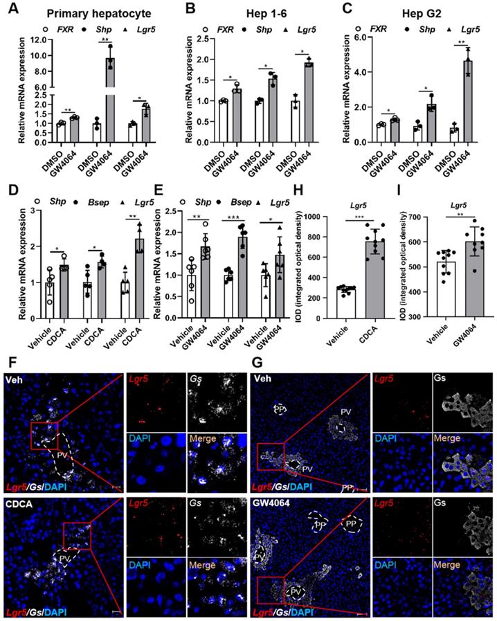 Lgr5+ cell fate regulation by coordination of metabolic nuclear ...