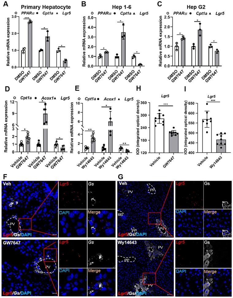 Lgr5+ cell fate regulation by coordination of metabolic nuclear ...