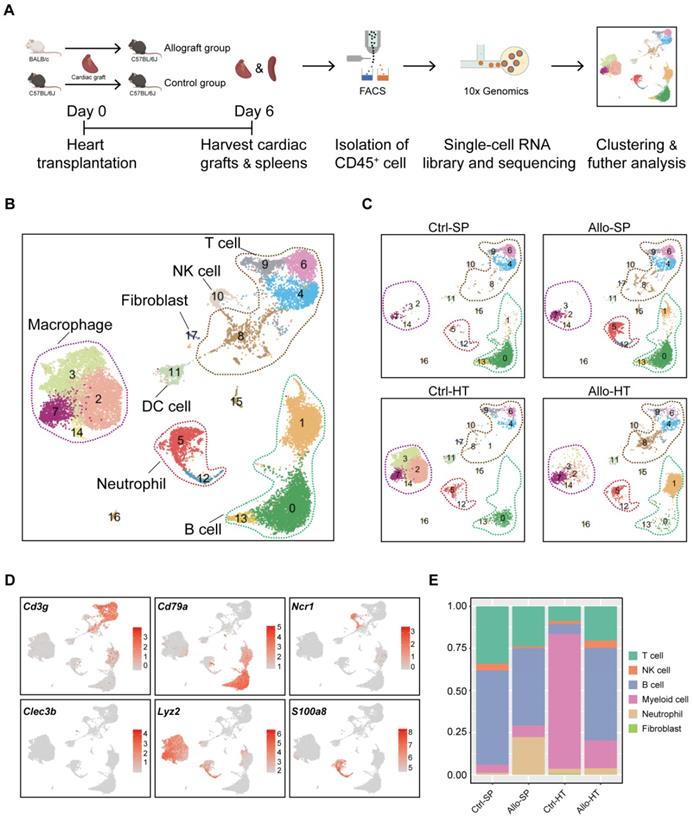 Single-Cell RNA sequencing reveals immune cell dynamics and local ...
