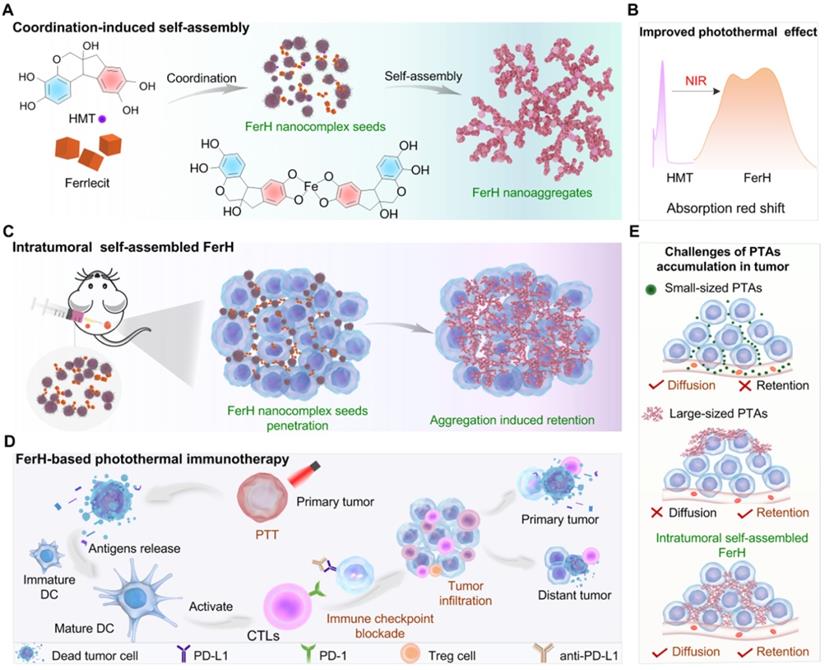 Intratumoral synthesis of transformable metal-phenolic nanoaggregates ...