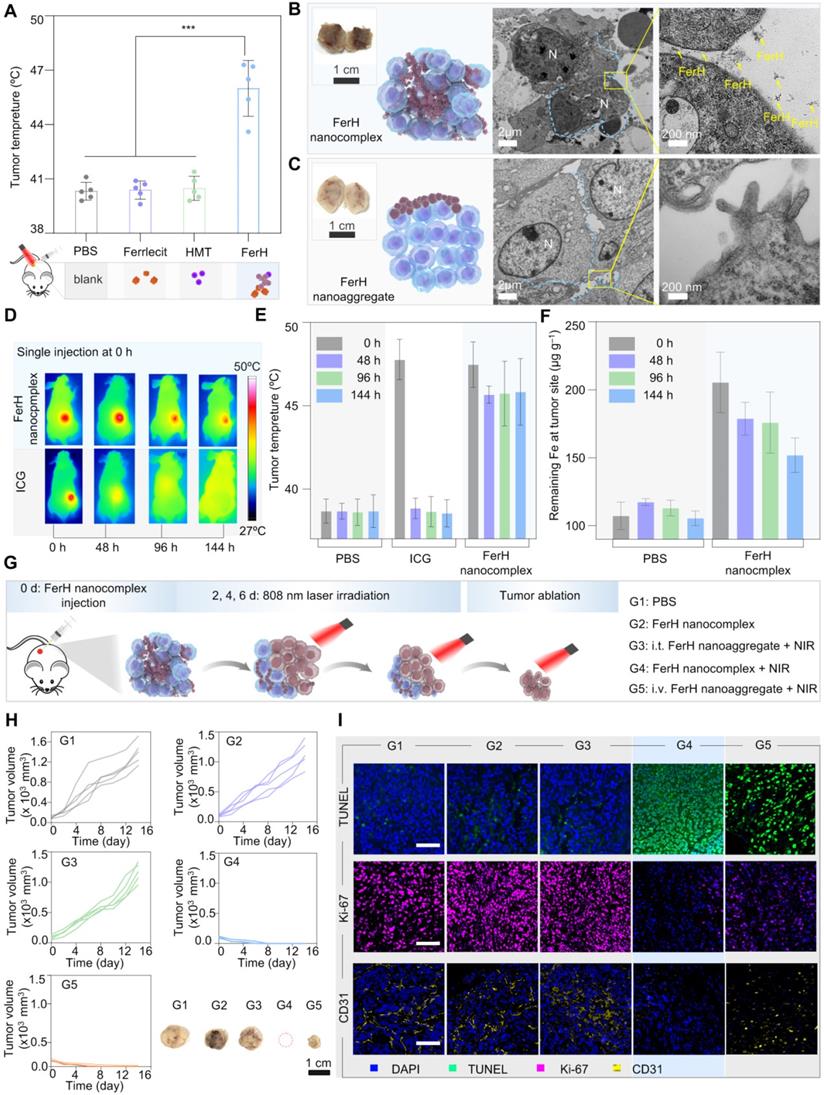 Intratumoral synthesis of transformable metal-phenolic nanoaggregates ...