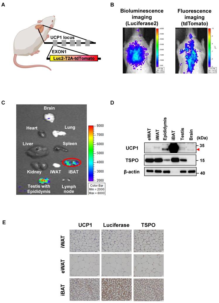 Cerenkov luminescence imaging of interscapular brown adipose tissue ...