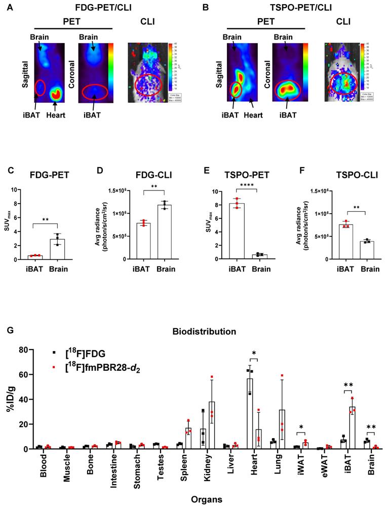Cerenkov luminescence imaging of interscapular brown adipose tissue ...