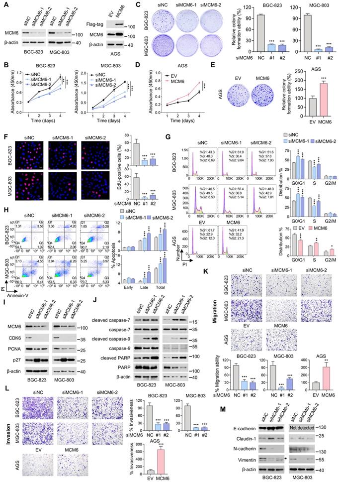 MCM6 is a critical transcriptional target of YAP to promote gastric ...