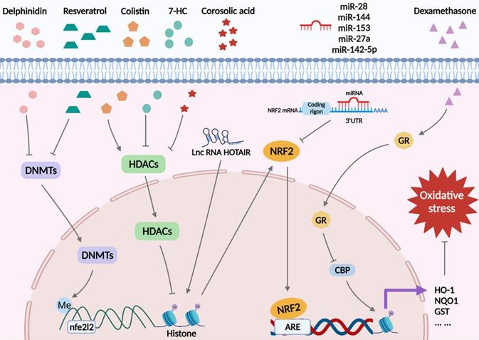 Comprehensive overview of Nrf2-related epigenetic regulations involved ...