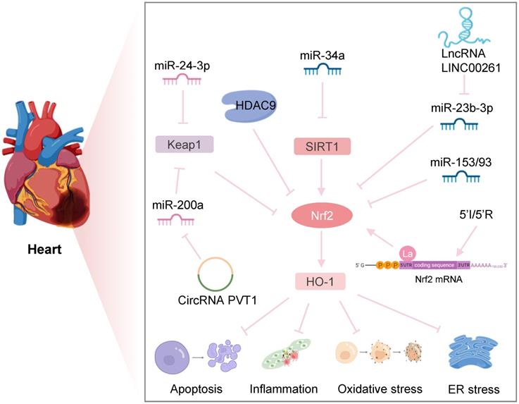 Comprehensive overview of Nrf2-related epigenetic regulations involved ...
