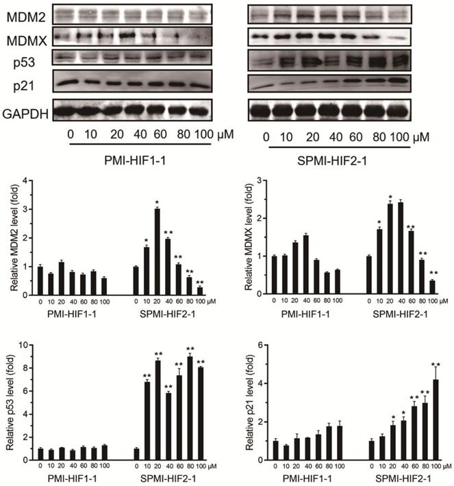 Design of stapled peptide-based PROTACs for MDM2/MDMX atypical ...