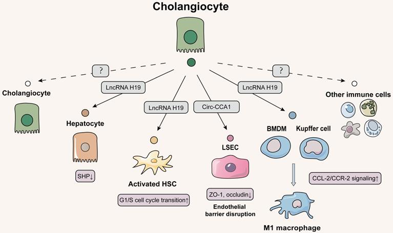 Extracellular vesicles: catching the light of intercellular ...