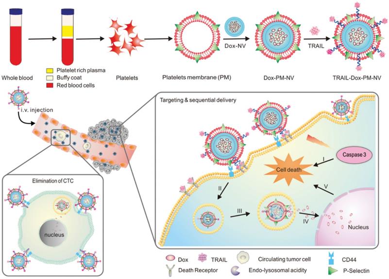 Natural cell based biomimetic cellular transformers for targeted ...