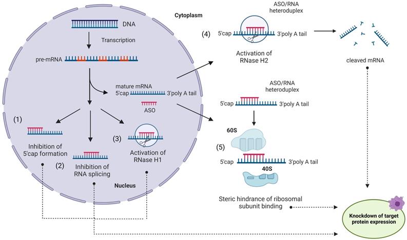 Specificity of oligonucleotide gene therapy (OGT) agents