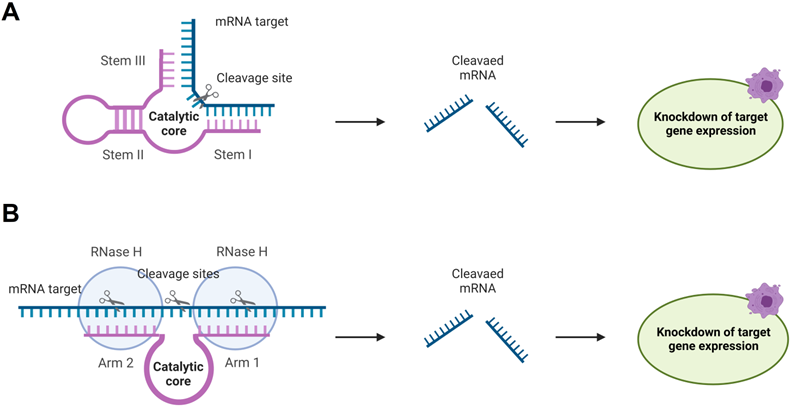 Specificity of oligonucleotide gene therapy (OGT) agents