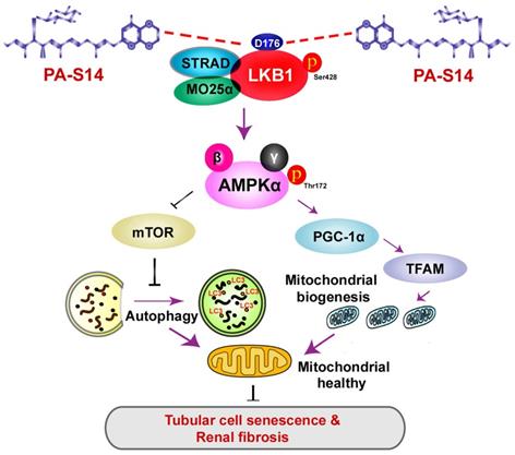 A new LKB1 activator, piericidin analogue S14, retards renal fibrosis ...