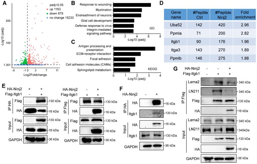 Ninj2 regulates Schwann cells development by interfering laminin ...