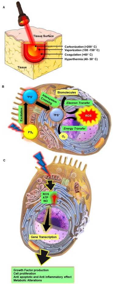Paradigm shift in future biophotonics for imaging and therapy ...