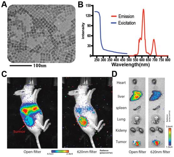 Cerenkov radiation-activated probes for deep cancer theranostics: a review
