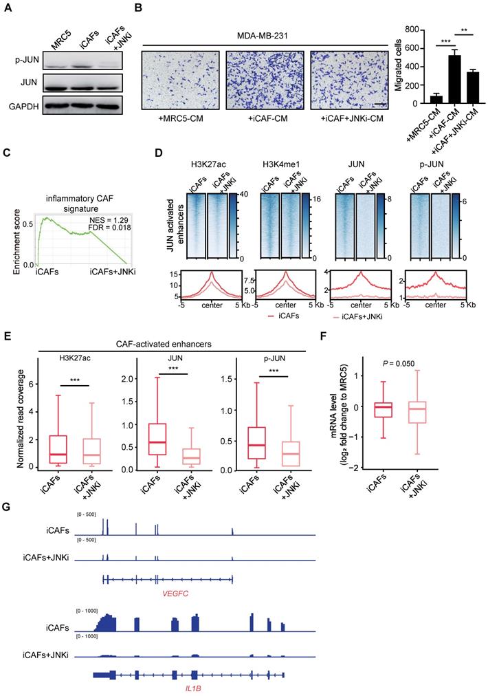 Enhancer reprogramming promotes the activation of cancer-associated ...