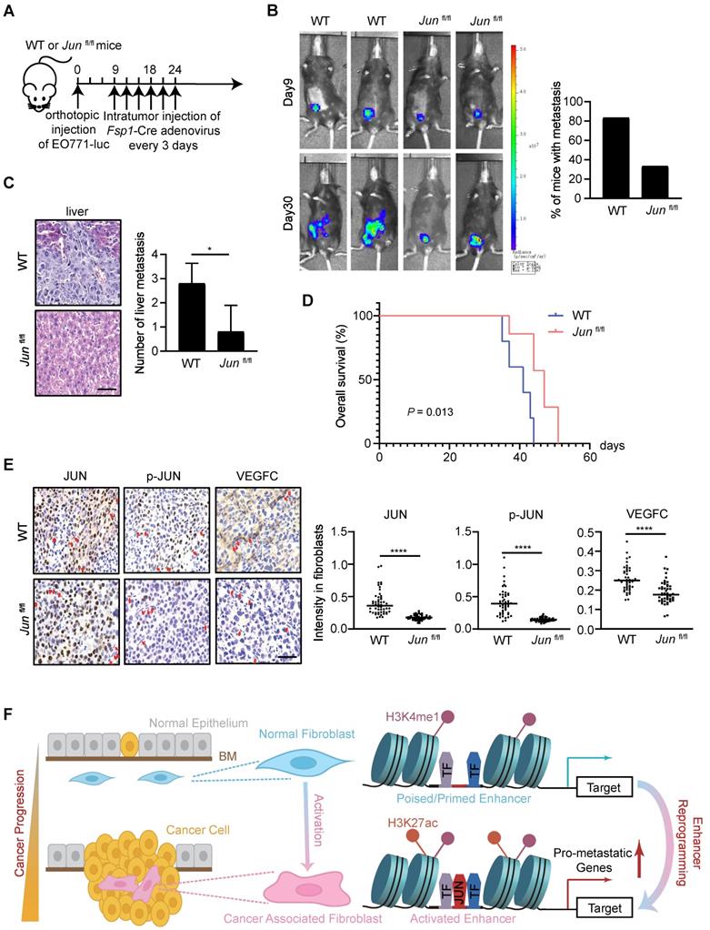 Enhancer reprogramming promotes the activation of cancer-associated ...