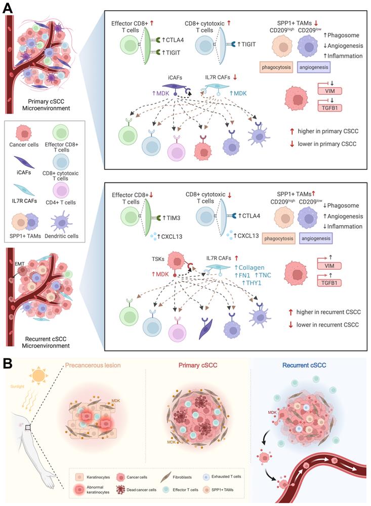 Signatures of EMT, immunosuppression, and inflammation in primary and ...