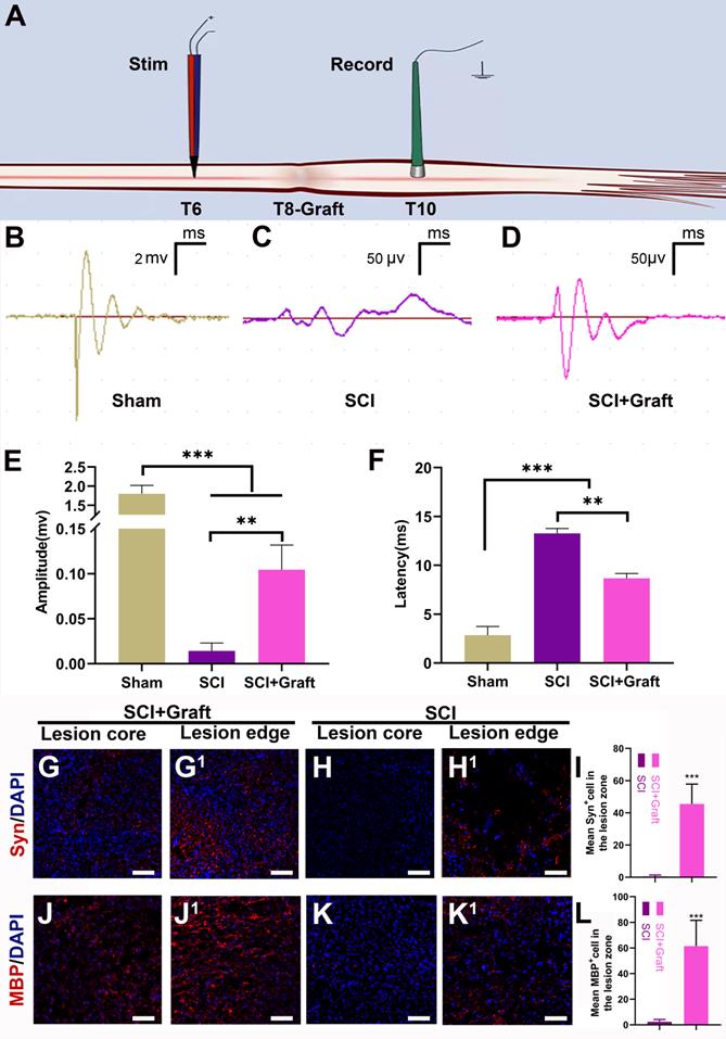 A functionalized self-assembling peptide containing E7 and YIGSR sequences enhances neuronal ...