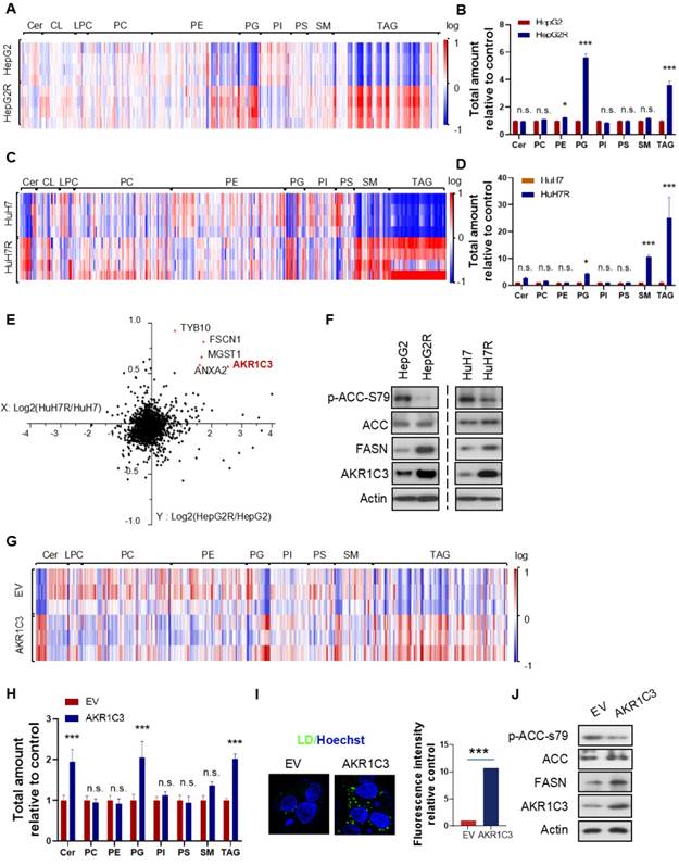 AKR1C3-dependent lipid droplet formation confers hepatocellular ...
