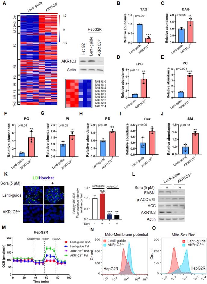 AKR1C3-dependent lipid droplet formation confers hepatocellular ...