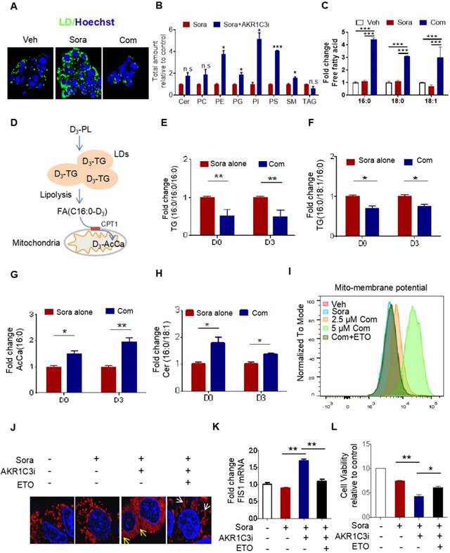 AKR1C3-dependent lipid droplet formation confers hepatocellular ...