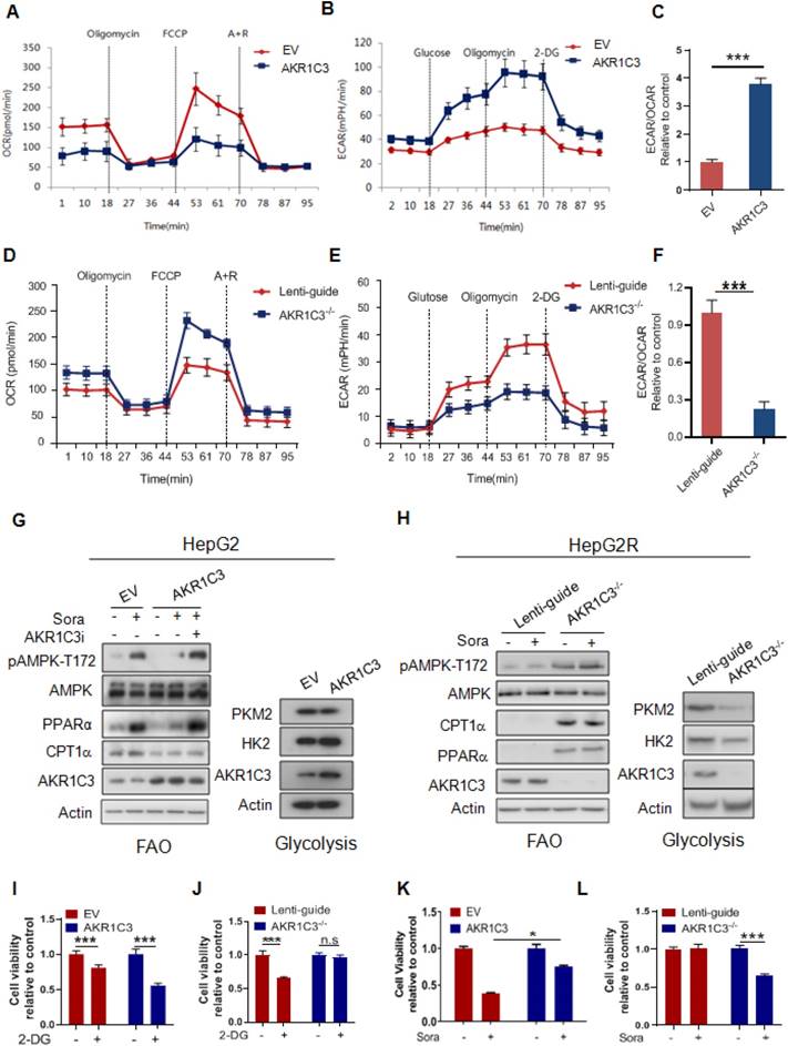 AKR1C3-dependent lipid droplet formation confers hepatocellular ...