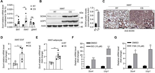 SOX4 promotes beige adipocyte-mediated adaptive thermogenesis by ...