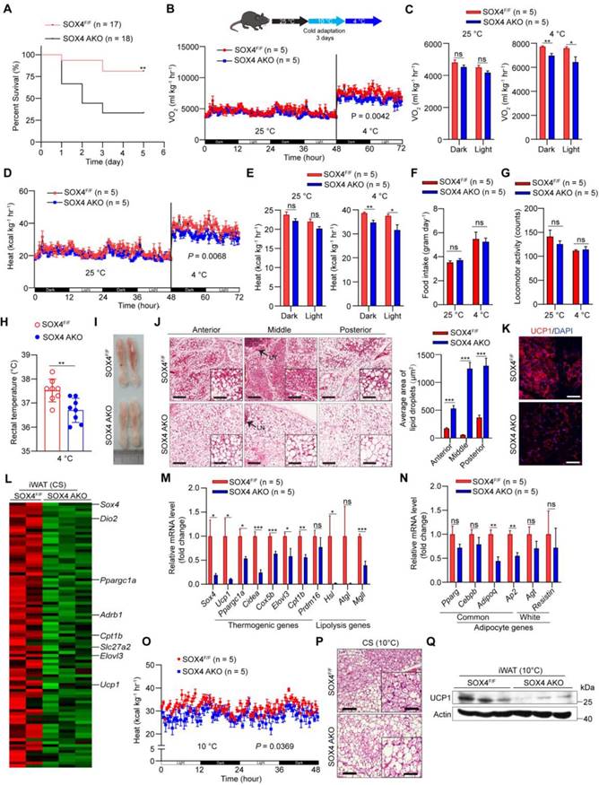 SOX4 promotes beige adipocyte-mediated adaptive thermogenesis by ...