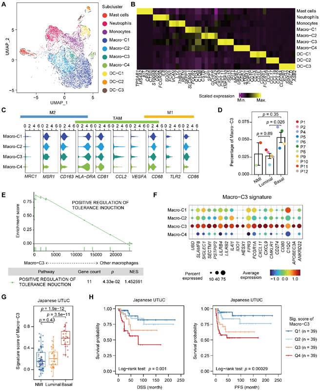 Single-cell atlases link macrophages and CD8+ T-cell subpopulations to ...