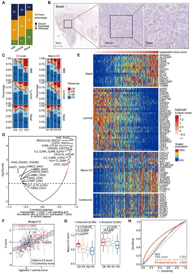 Single-cell atlases link macrophages and CD8+ T-cell subpopulations to ...