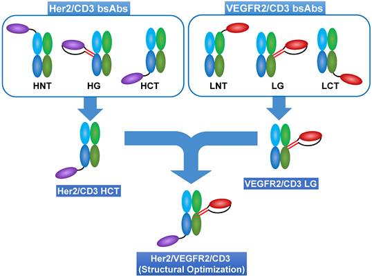 A Novel Her2/VEGFR2/CD3 trispecific antibody with an optimal structural ...