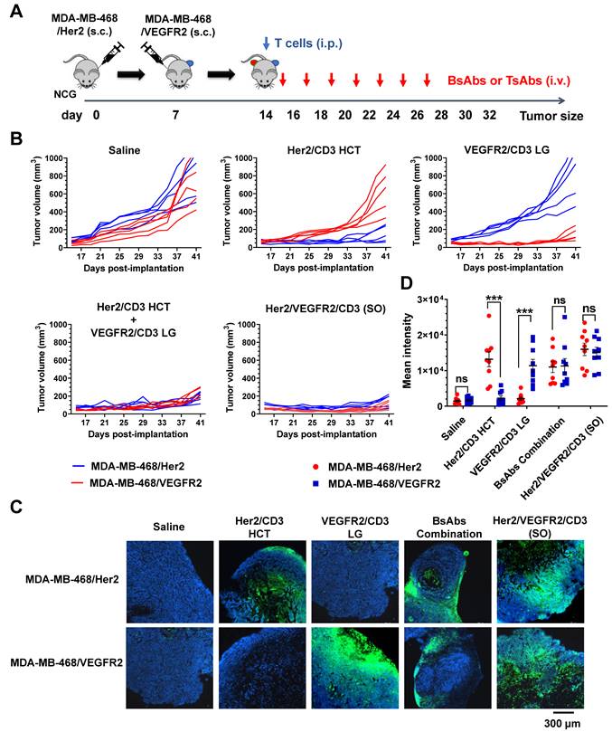 A Novel Her2/VEGFR2/CD3 trispecific antibody with an optimal structural ...