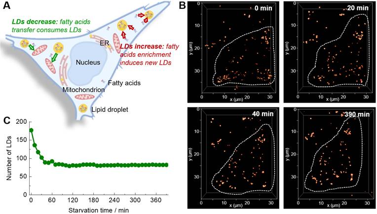 A new organic molecular probe as a powerful tool for fluorescence ...