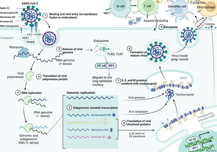 Circulating microRNAs as emerging regulators of COVID-19