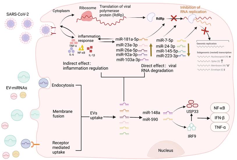 Circulating microRNAs as emerging regulators of COVID-19