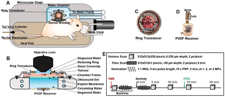 Intravital imaging and cavitation monitoring of antivascular ultrasound ...