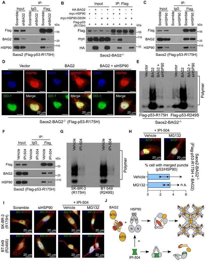 BAG2 drives chemoresistance of breast cancer by exacerbating mutant p53 ...