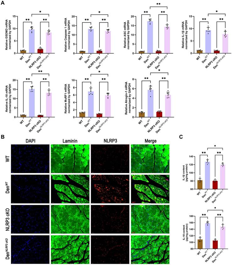 Ablation of NLRP3 inflammasome attenuates muscle atrophy via inhibiting ...