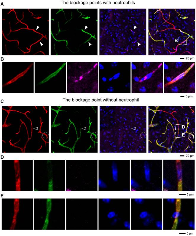 A labeling strategy for the three-dimensional recognition and analysis ...