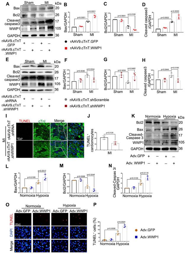 Targeting WWP1 ameliorates cardiac ischemic injury by suppressing KLF15 ...