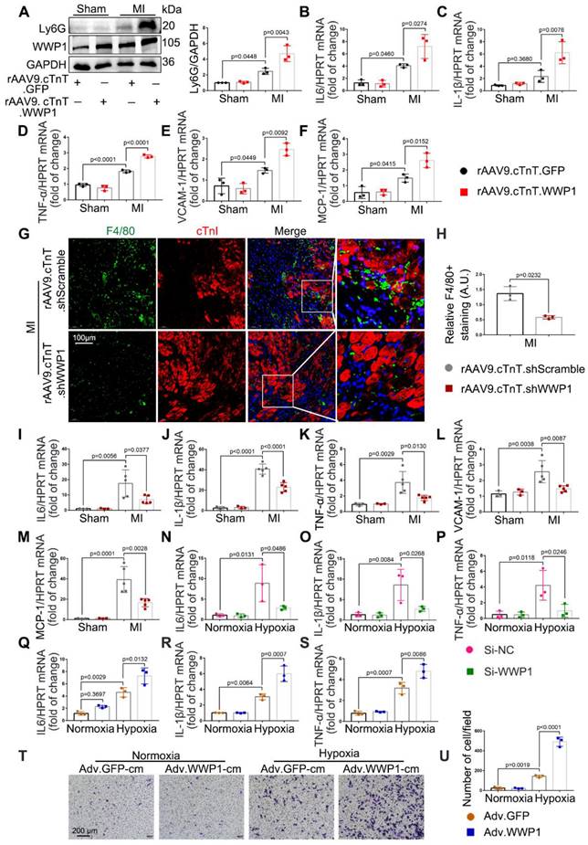 Targeting WWP1 ameliorates cardiac ischemic injury by suppressing KLF15 ...