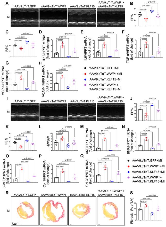 Targeting WWP1 ameliorates cardiac ischemic injury by suppressing KLF15 ...